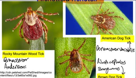 Lecture 14 Mni Flashcards Quizlet