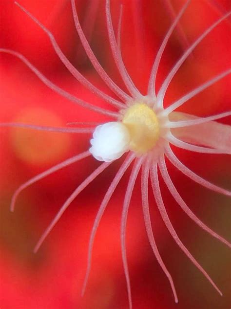 小さな生物も意外と綺麗 伊豆大島ダイビング イエローダイブ