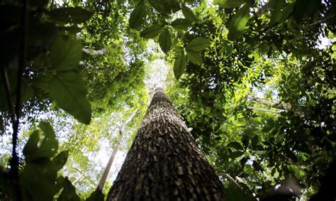 Desmatamento Cai 61 Em Janeiro Na Amazônia Legal Conexão Tocantins