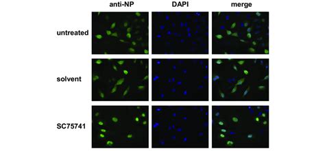 Indirect Immunofluorescence Microscopy A549 Cells Were Infected With