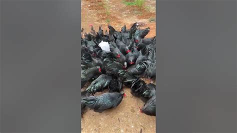 Trending Chickenbreed Chicks Youtube