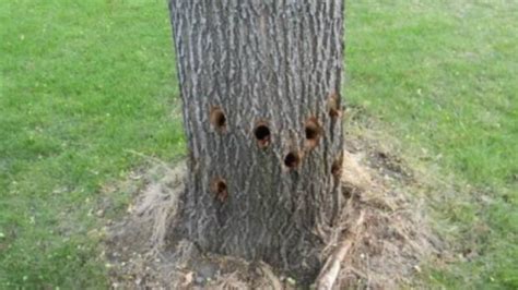 Vandal Poisons Kamloops Woman S Trees CBC News