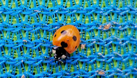 A Bug But I Dont Want To Assume Its Gender R Pics