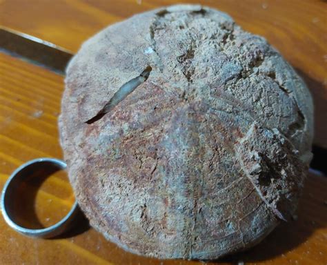 Is This Echinoid Determinable Researchgate