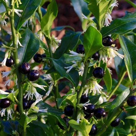 Sarcococca Confusa Ballyrobert Gardens