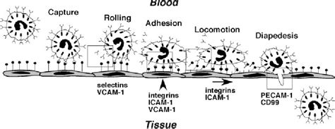 Figure From Emerging Roles For Ectodomain Shedding In The Regulation Of Inflammatory Responses