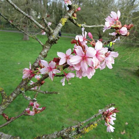 Prunus Sargentii Rancho In Bute Park