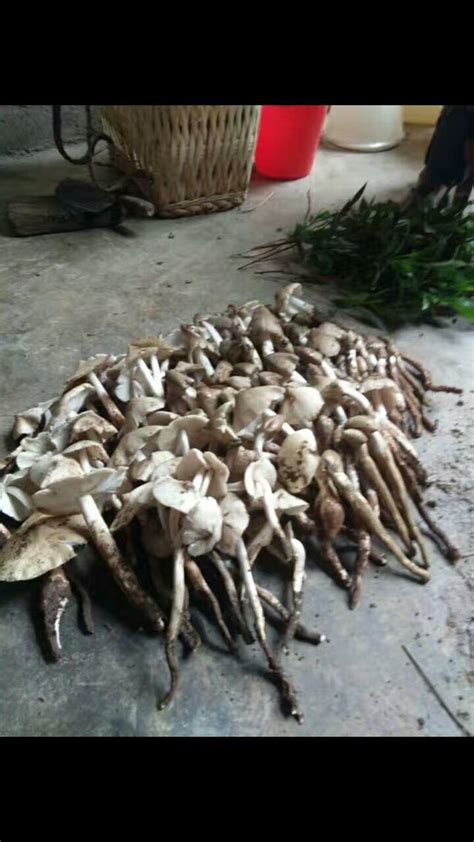 野生菌中的貴族，市場價100左右元一斤，農民伯伯一個月收入高達萬元！ 每日頭條