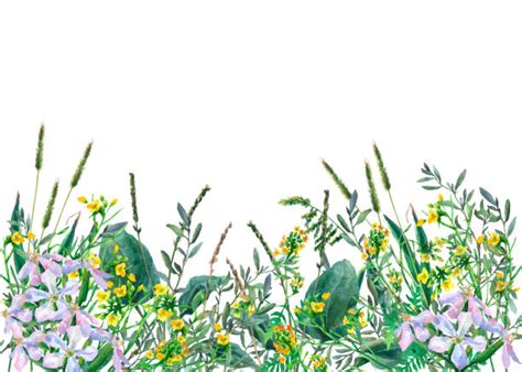 Wild Grass White Background Illustrations Royalty Free Vector Graphics