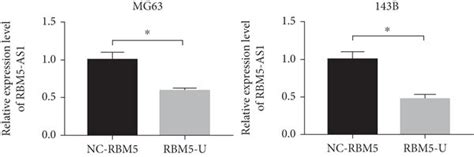 Lncrna Rbm5 As1 Targets Rbm5 In Os A B Rt Pcr Showed That The Rbm5