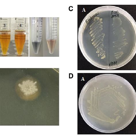 Colony Morphology And Scanning Electron Microscope Sem Analysis Of Download Scientific