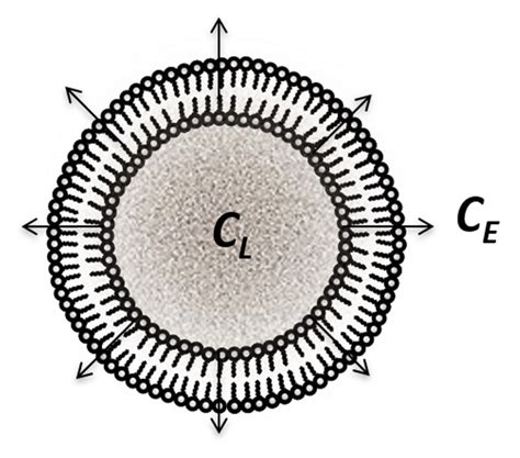 Release Of Active Substance Embedded In Liposomes Download Scientific Diagram
