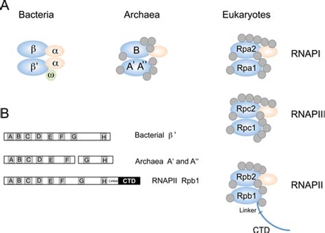 Rna Polymerase Subunits