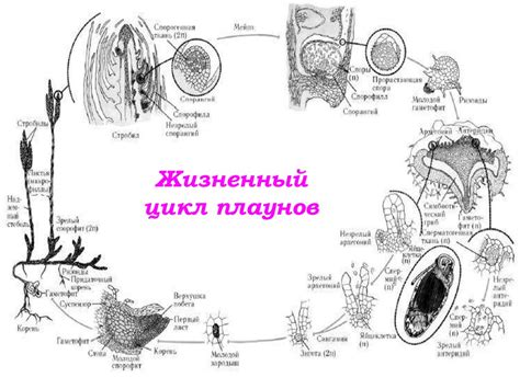 Отдел Плауновидные и отдел Хвощевидные презентация онлайн
