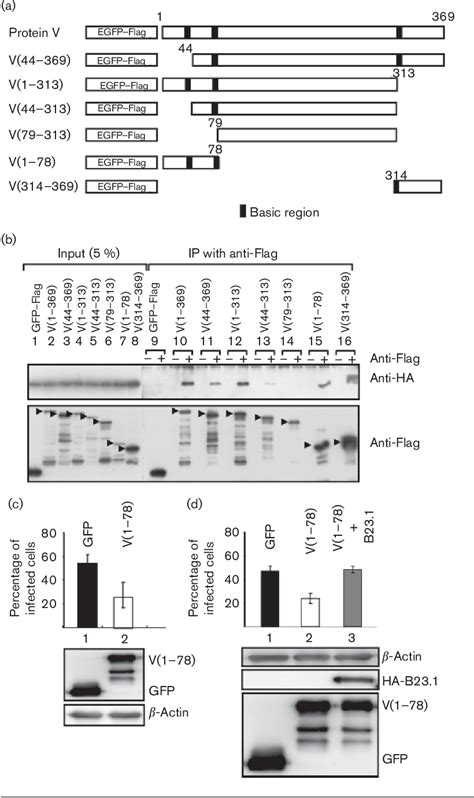 Figure 1 From B23nucleophosmin Is Involved In Regulation Of Adenovirus