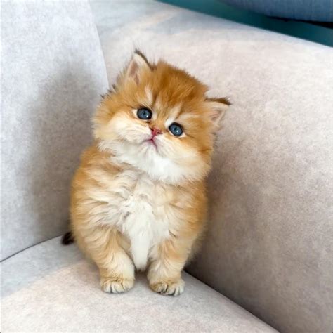 캣스토리 상위 1 고양이분양 일산고양이분양 김포고양이분양 파주고양이분양 먼치킨분양 랙돌분양 브리티쉬숏헤어분양 캣스토리