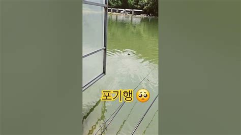 낚시 히트 물고기 찌 댕니 Youtube