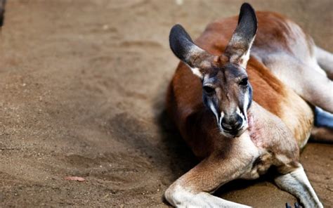 Kangaroo Marsupial Wallpapers Hd Desktop And Mobile Backgrounds