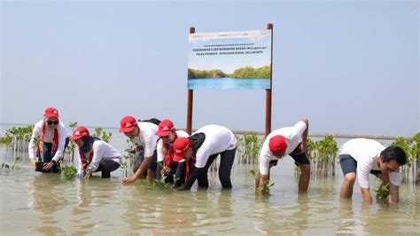 Tanam Ribuan Pohon Mangrove AHM Perkuat Upaya Penyerapan Karbon Untuk