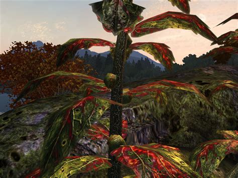 Газовый пузырь красной водоросли Shivering Isles The Elder Scrolls