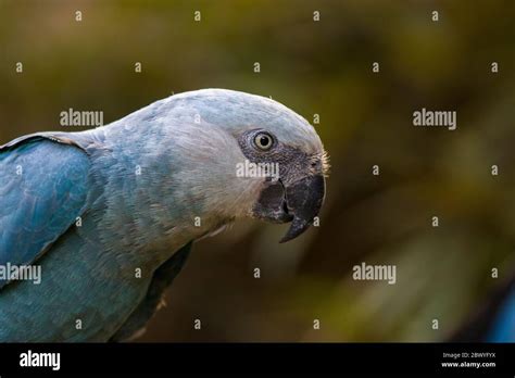 The Spixs Macaw Is A Macaw Native To Brazil The Bird Is A Medium Size