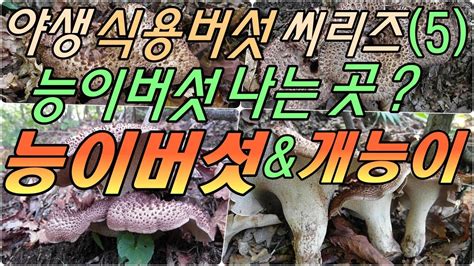 야생 식용버섯 씨리즈5 능이버섯 자라는 곳의 환경과 개능이 비교 Youtube