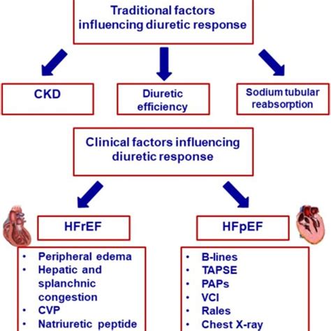 Determinants Of Diuretic Response In Hf Patients Download Scientific Diagram