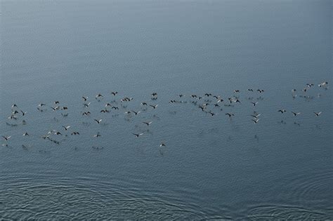 По малко водолюбиви птици зимуват във водоемите в Монтанско и Видинско