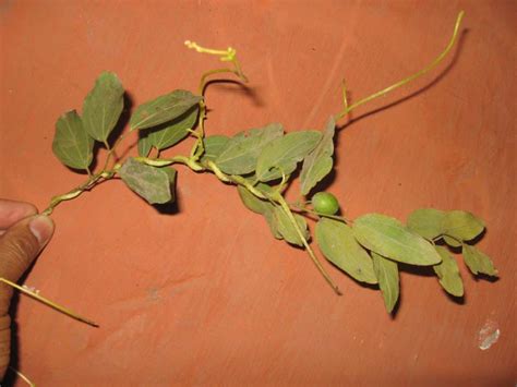 Cuscuta Hyalina Eflora Of India
