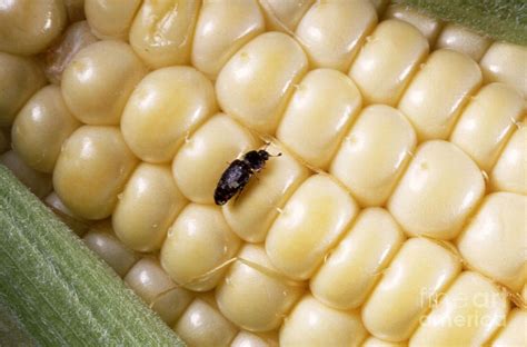 Sap Beetle Photograph By Science Source Fine Art America
