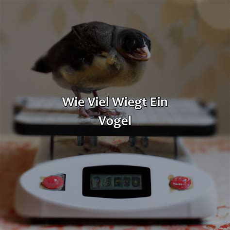 Wie Viel Wiegt Ein Vogel Vogelwunderland