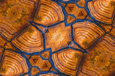 Tortoise Shell Pattern Tortoise Shell Pattern