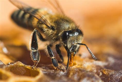 Abeja De Trabajo En Un Primer Del Panal Foto De Archivo Imagen De