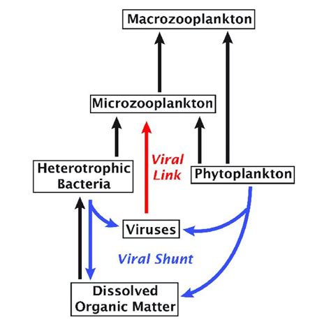 Marine Microbial Food Web With Arrows Indicating The Flow Of Carbon Download Scientific