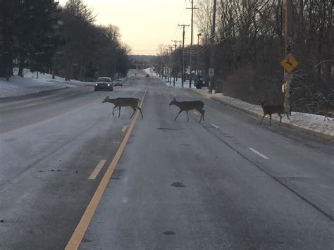 Deers Actually Crossing At A Deer Crossing Sign Rmildlyinteresting