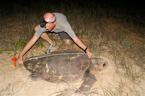 Get Involved In Sunshine Coast Turtle Conservation