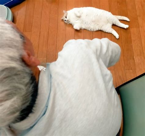 まさまさ猫 On Twitter かまって欲しくておばあちゃんの前に転がるもテレビを優先され途方に暮れる猫。