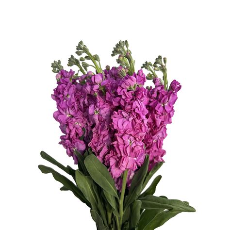 Matthiola Jelly Pink China Floralife Sdn Bhd
