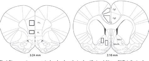 Nucleus Accumbens Rat