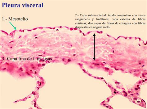 Sistema Respiratorio Flashcards