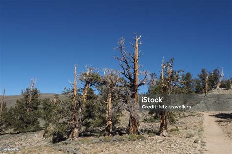 고 대 Bristlecone 소나무 숲 캘리포니아 미국 0명에 대한 스톡 사진 및 기타 이미지 0명 경관 고대 브리슬콘