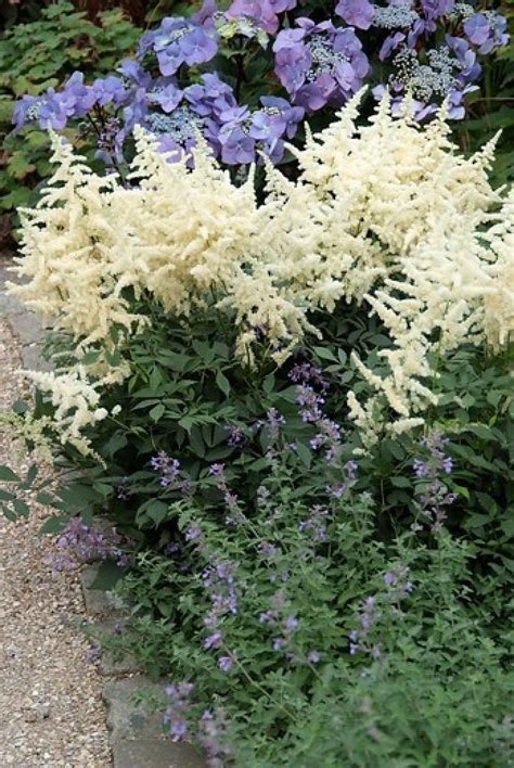 10x Kleurrijke Vaste Planten Die Lang Bloeien Libelle