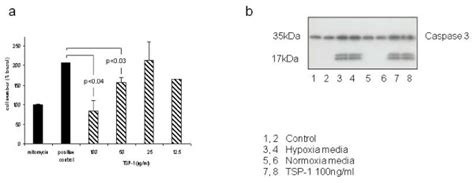 Addition Of Recombinant Tsp 1 To Proliferating Endothelial Cells Blocks