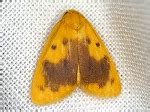 かのんの樹木図鑑 チョウ目 ヒトリガ科