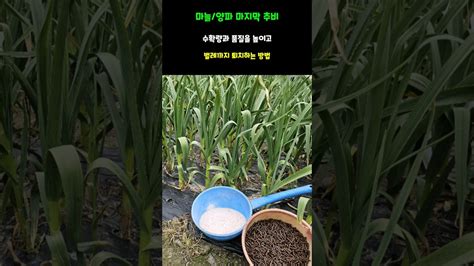 마늘양파 마지막 추비웃거름 수확량과 품질을 높이는 비료 벌레해충까지 퇴치하는 추비 방법 마늘추비시기 Youtube