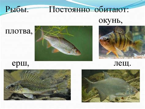 Растения и животные реки Невы презентация онлайн