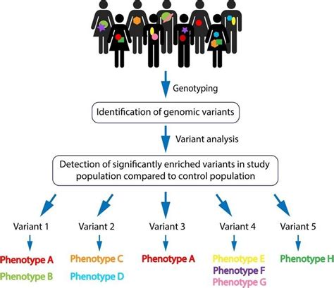 Genotype First Approach Alchetron The Free Social Encyclopedia