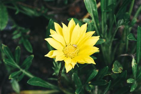 Bunga Kuning Kebun Foto Gratis Di Pixabay Pixabay