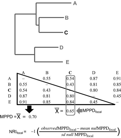 the nrifocal calculation using a phylogenetic tree and its phylogenetic