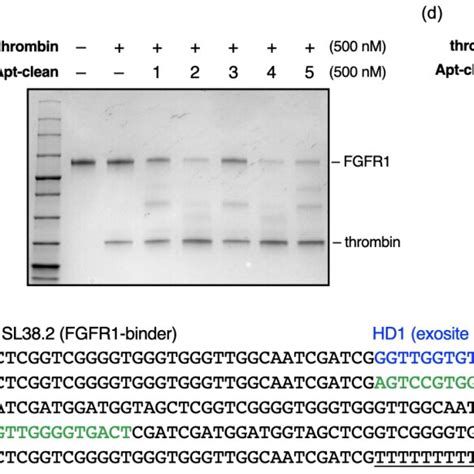 Schematic Diagram Of Apt Clean Strategy A Bispecific Aptamer Binding